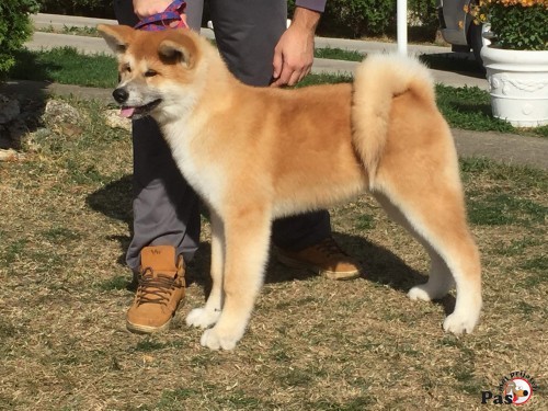 Akita Inu