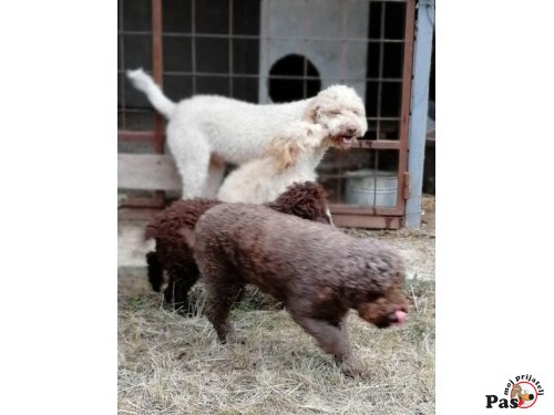 Lagotto romagnolo