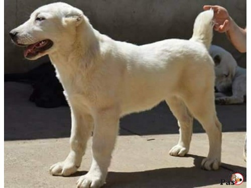 Srednjeazijski ovčar