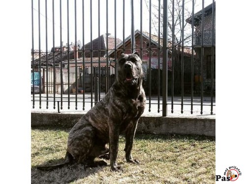 Presa de canario