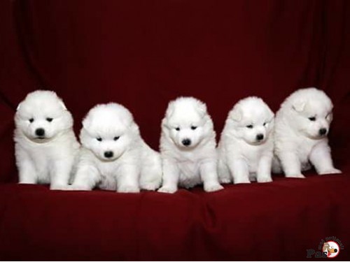 Samojed