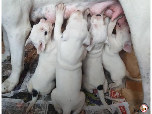 Dogo argentino