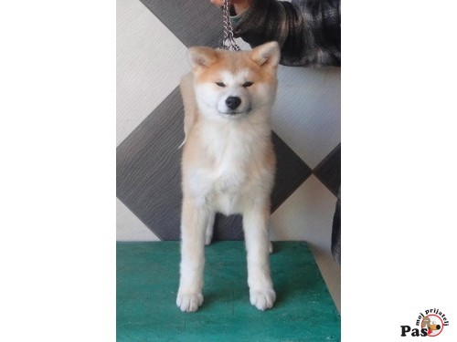Akita Inu
