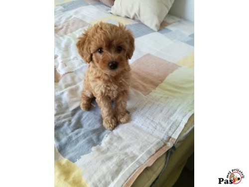 Pudle