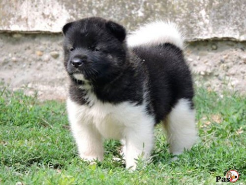 Akita Inu