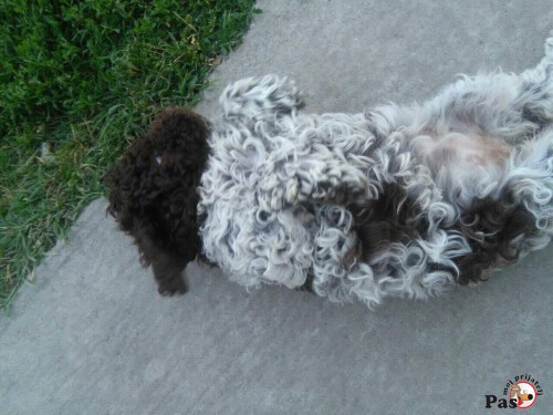 Lagotto romagnolo