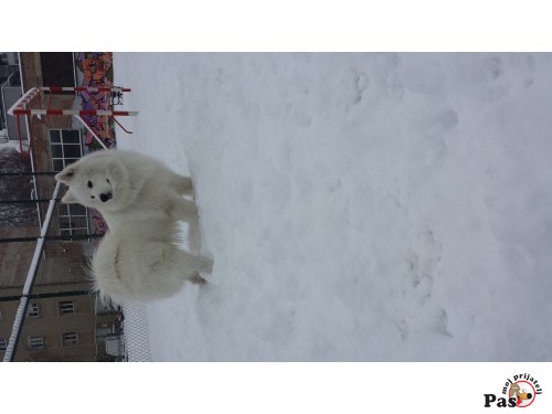 Samojed