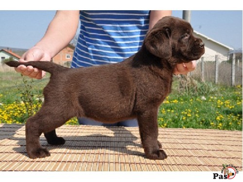 Labrador retriver