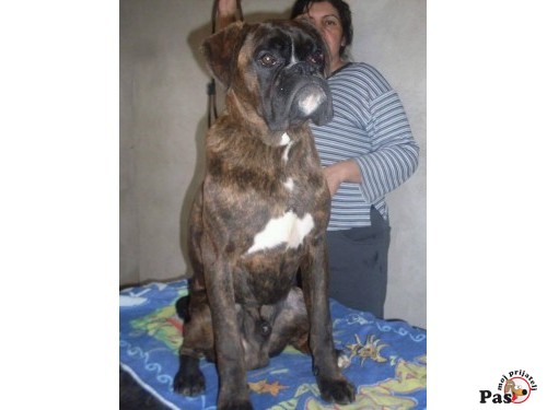 Boxer