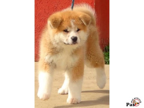 Akita Inu