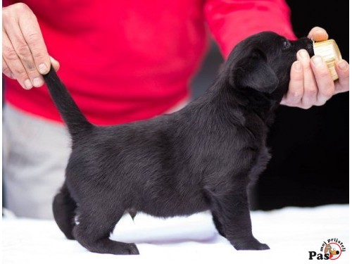 Labrador retriver