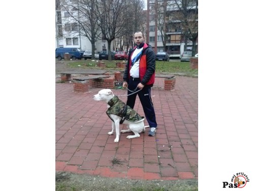 Dogo argentino