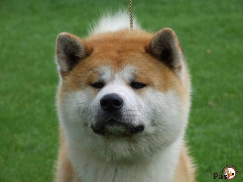 Akita Inu