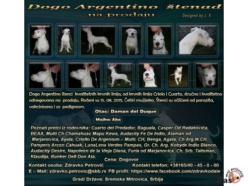 Dogo argentino