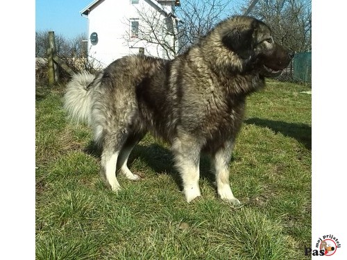 Šarplaninac