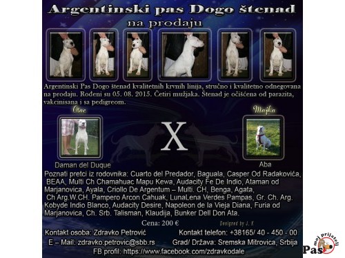 Dogo argentino