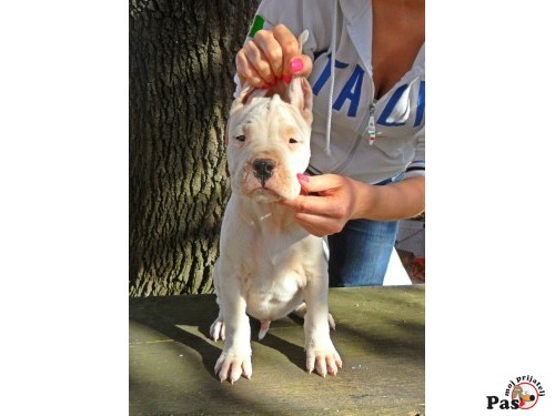 Dogo argentino