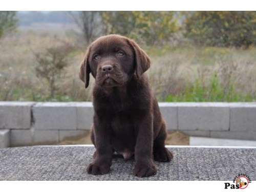Labrador retriver