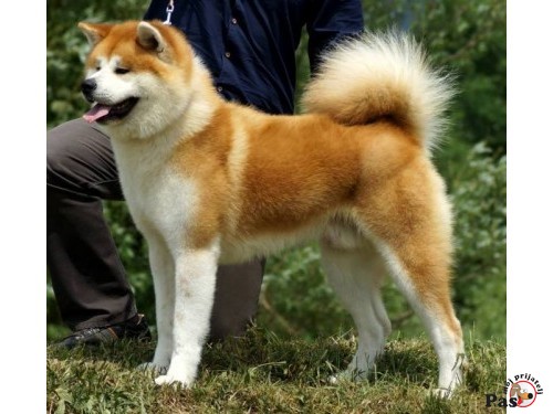Akita Inu