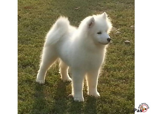 Samojed