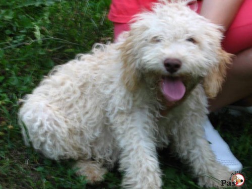 Lagotto romagnolo