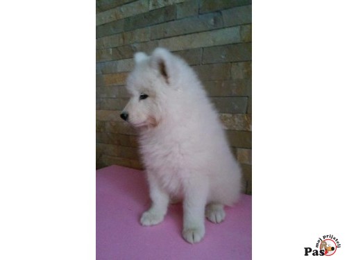 Samojed
