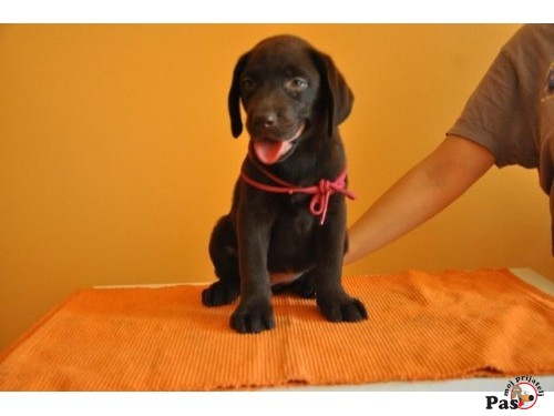 Labrador retriver