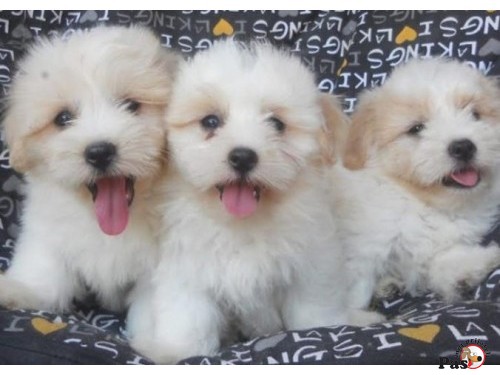 Coton de tulear - Tulearski pas