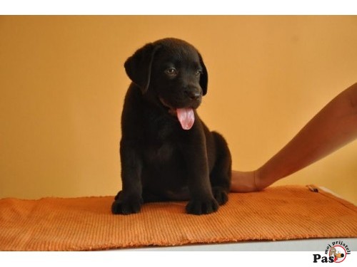 Labrador retriver