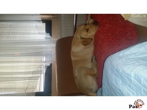 Labrador retriver