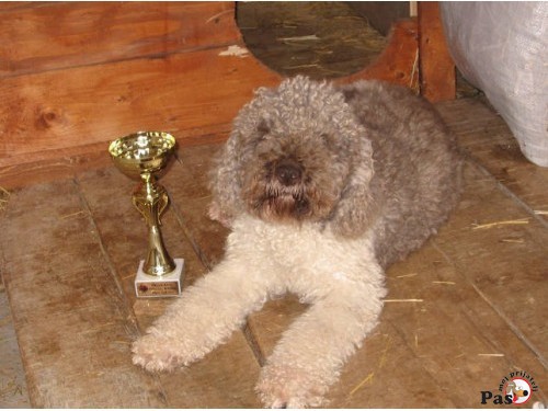 Lagotto romagnolo