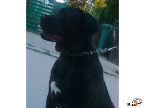 Cane Corso