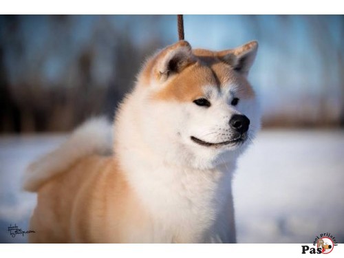 Akita Inu