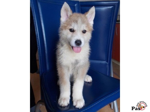 Akita Inu