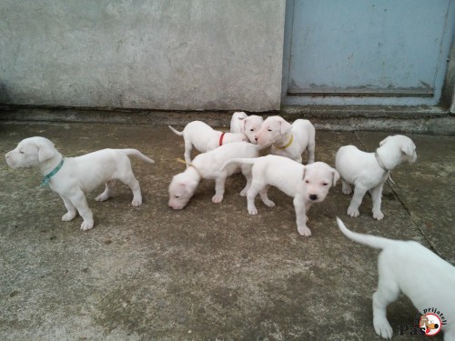 Dogo argentino