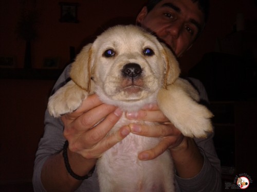 Labrador retriver
