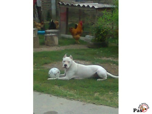 Dogo argentino