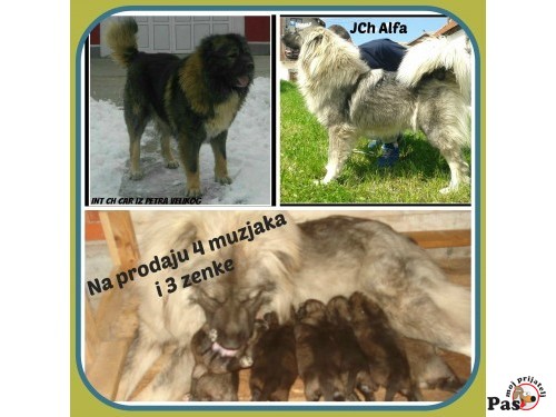 Kavkavski ovčar