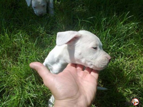 Dogo argentino