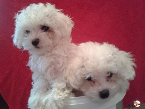 Bolonjski bišon-Bolonjezer