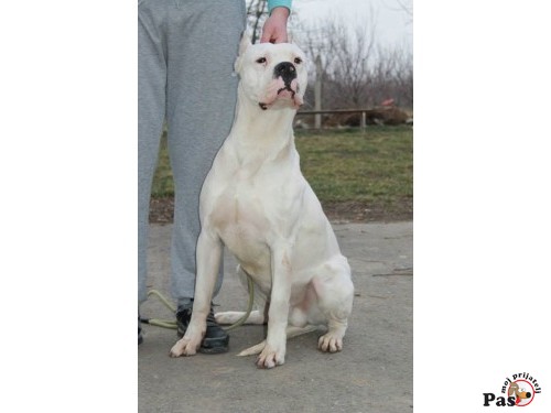 Dogo argentino