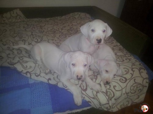 Dogo argentino