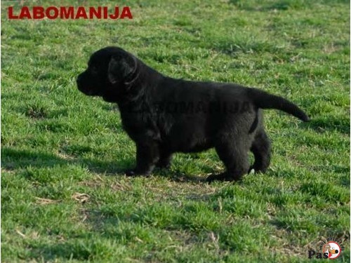 Labrador retriver