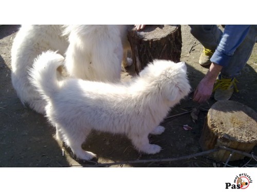 Samojed