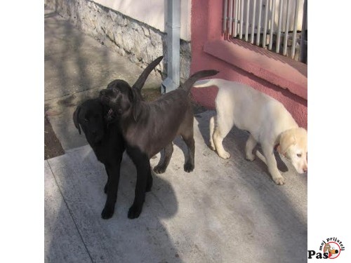 Labrador retriver