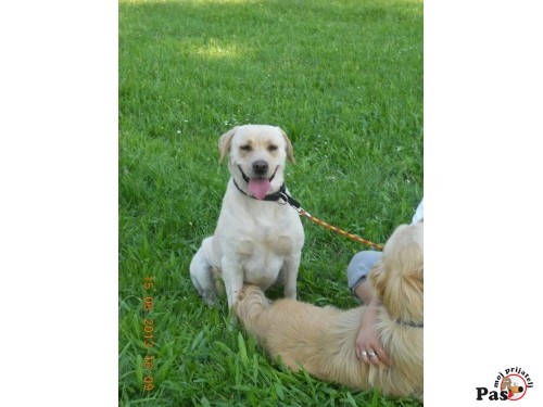 Labrador retriver