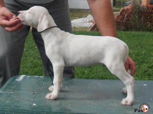 Dogo argentino