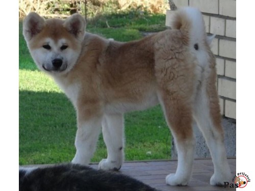 Akita Inu