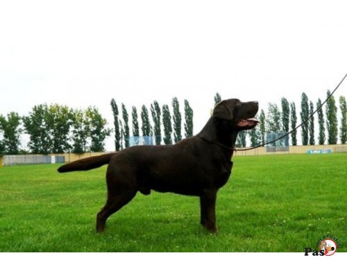 Labrador retriver