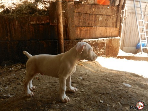 Dogo argentino